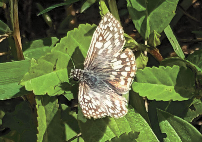 Garden Club of Cape Coral | Fanpetels – a magnet for skippers - Cape ...